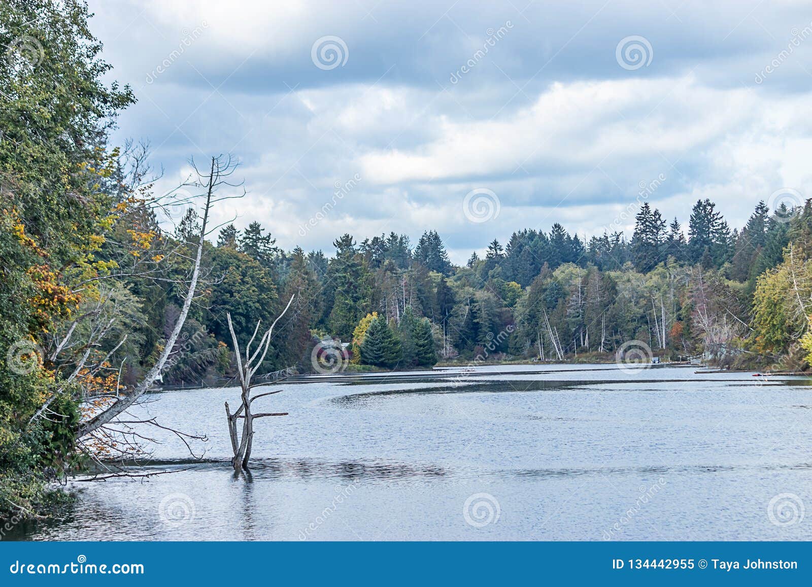 Dead Tree Leaning Over a Large Lake Stock Image - Image of beach, canal ...