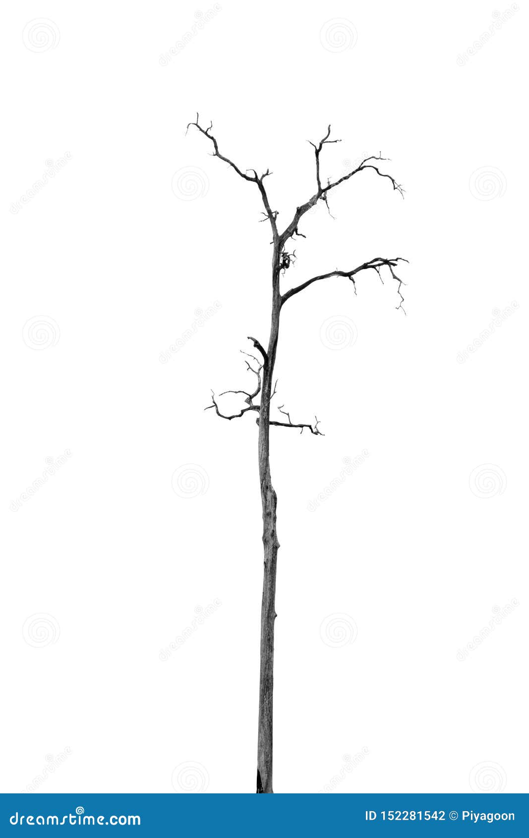 Dead Tree without Leaves stock photo. Image of plant - 152281542