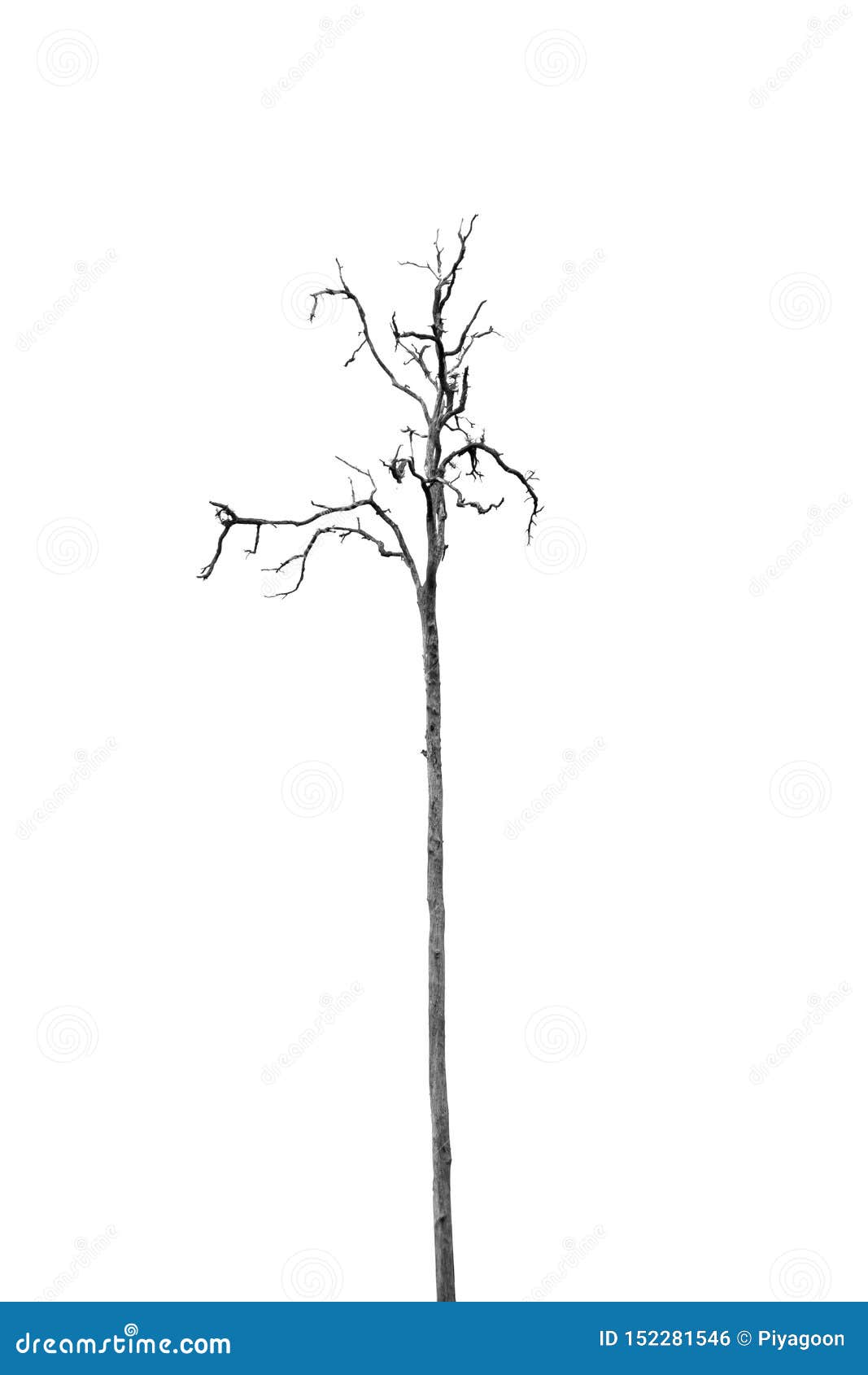Dead Tree without Leaves stock photo. Image of leaves - 152281546