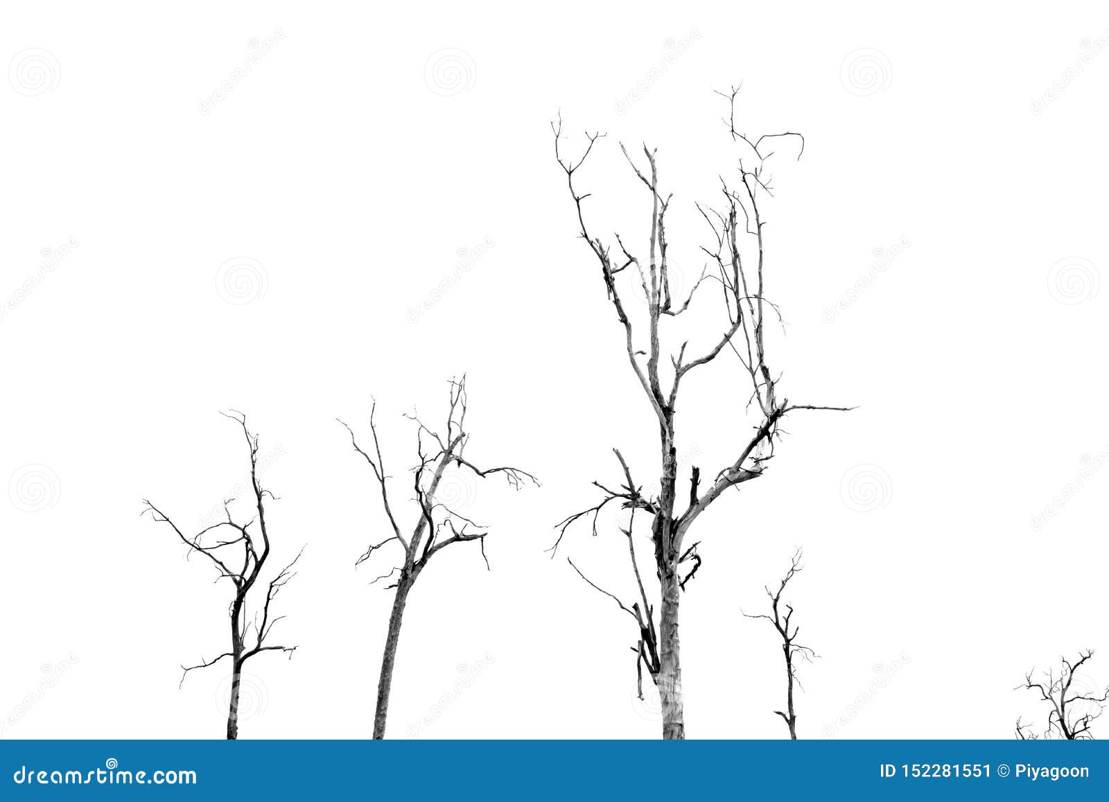Dead Tree without Leaves stock image. Image of bare - 152281551