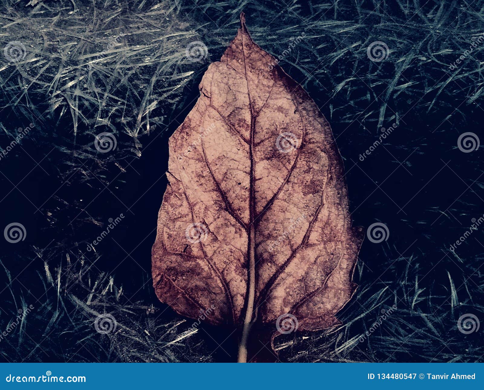 Dead tree leaves stock image. Image of beautiful, leaves - 134480547