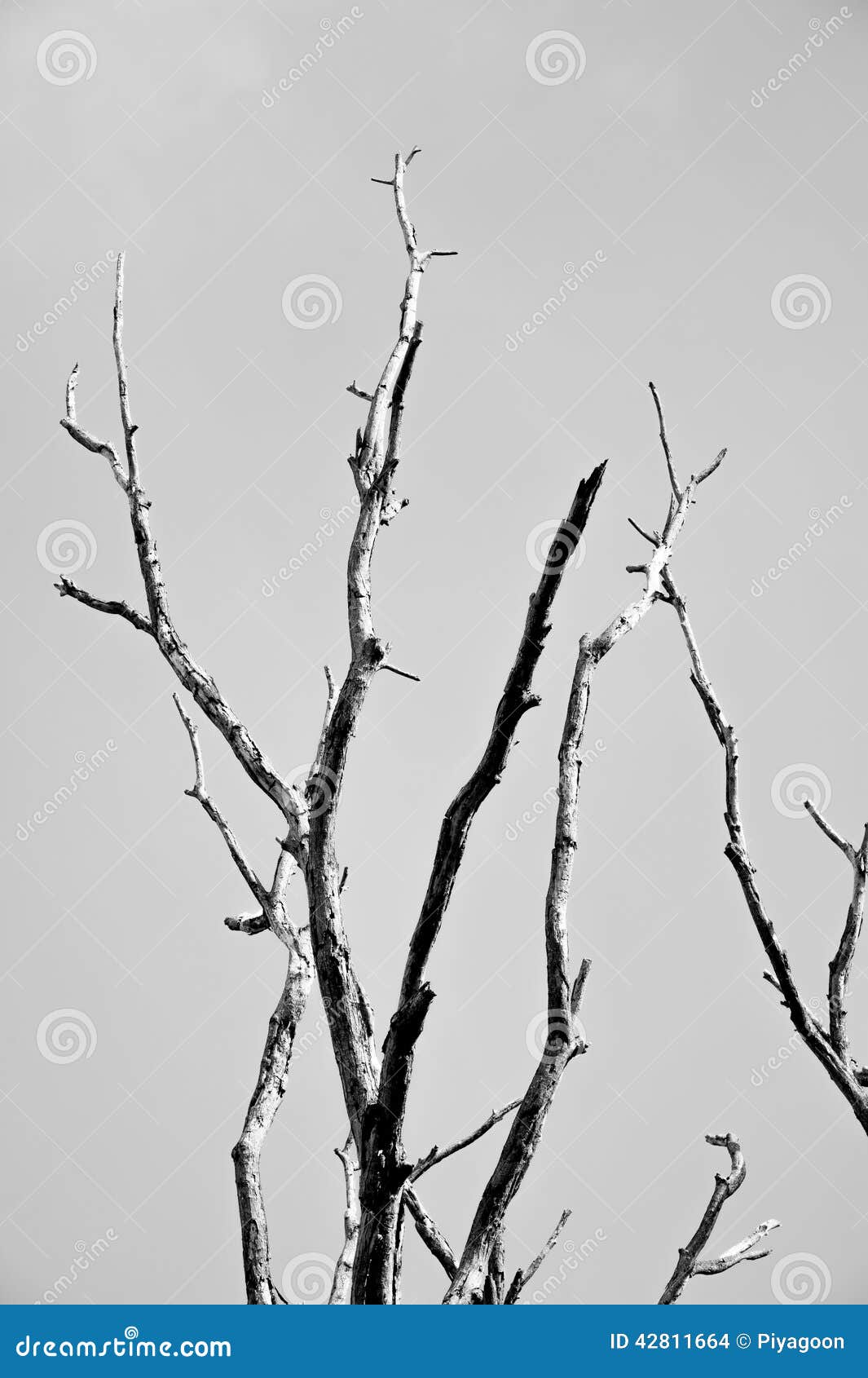 Dead Tree without Leaves stock photo. Image of fall, deciduous - 42811664