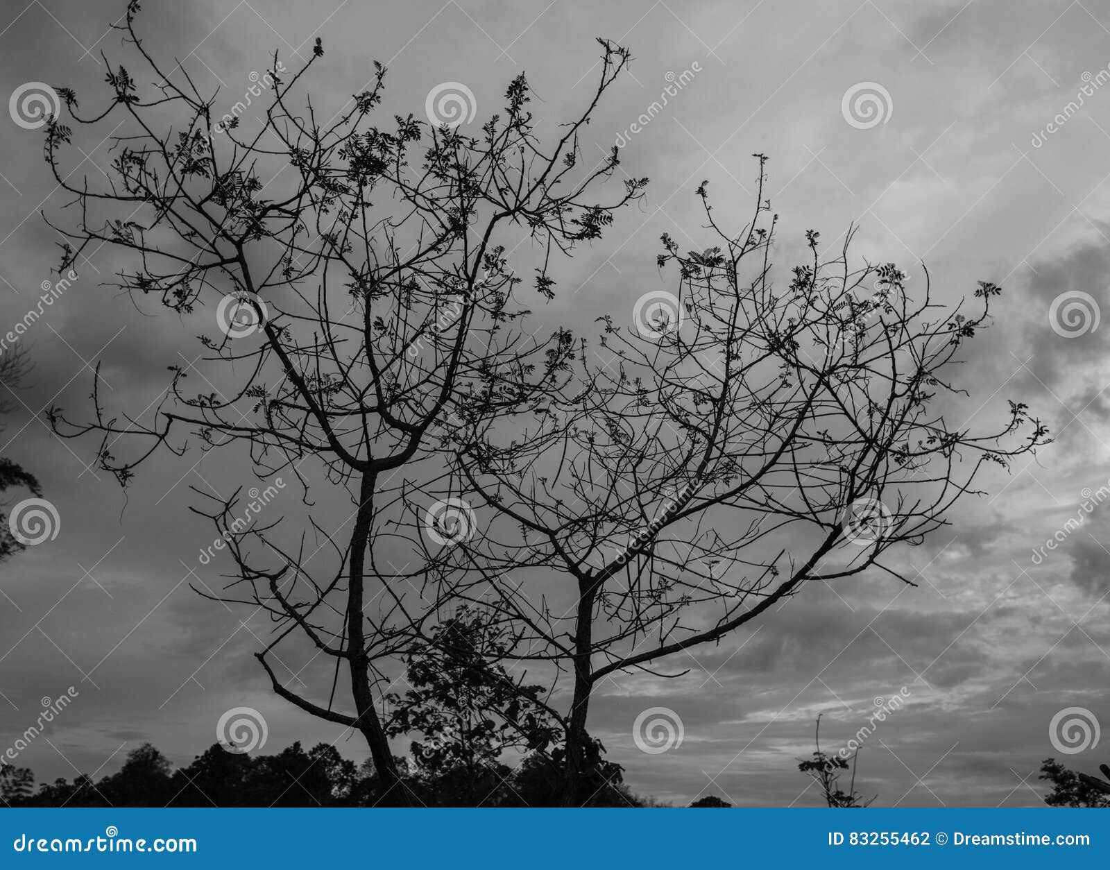 Dead Tree without Leaves stock photo. Image of forest - 83255462