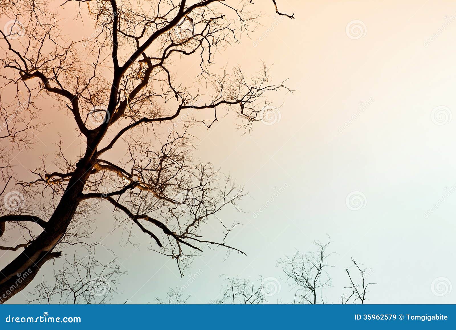 Dead Tree stock image. Image of growth, plant, branch - 35962579