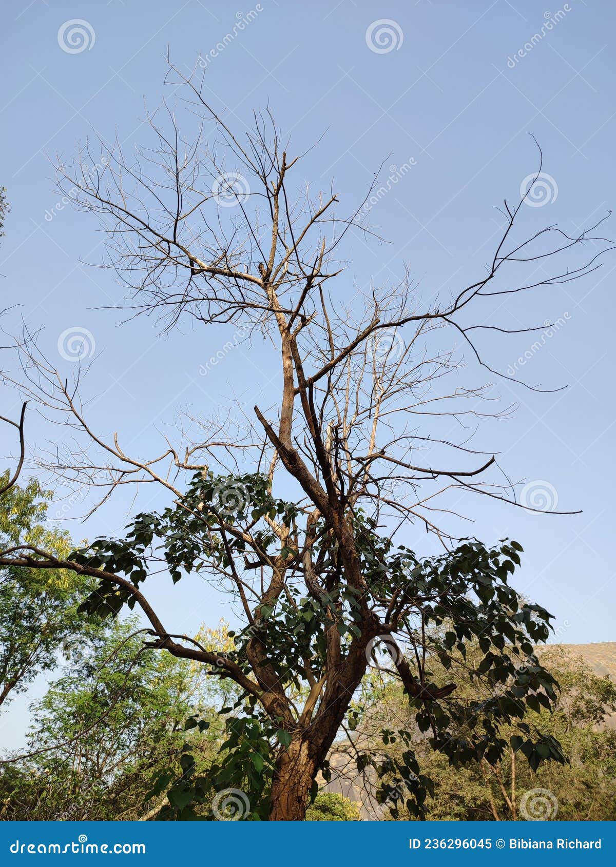 Dead Tree Left only Empty Branch Stock Image - Image of left, plant ...