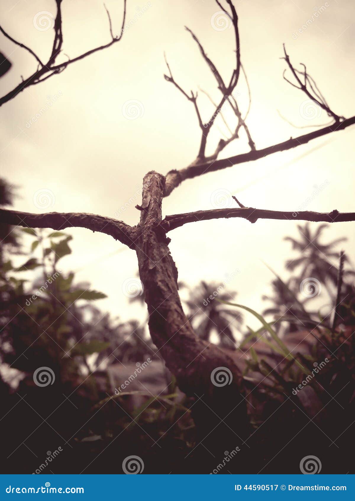 Dead editorial photography. Image of life, dead, tree - 44590517