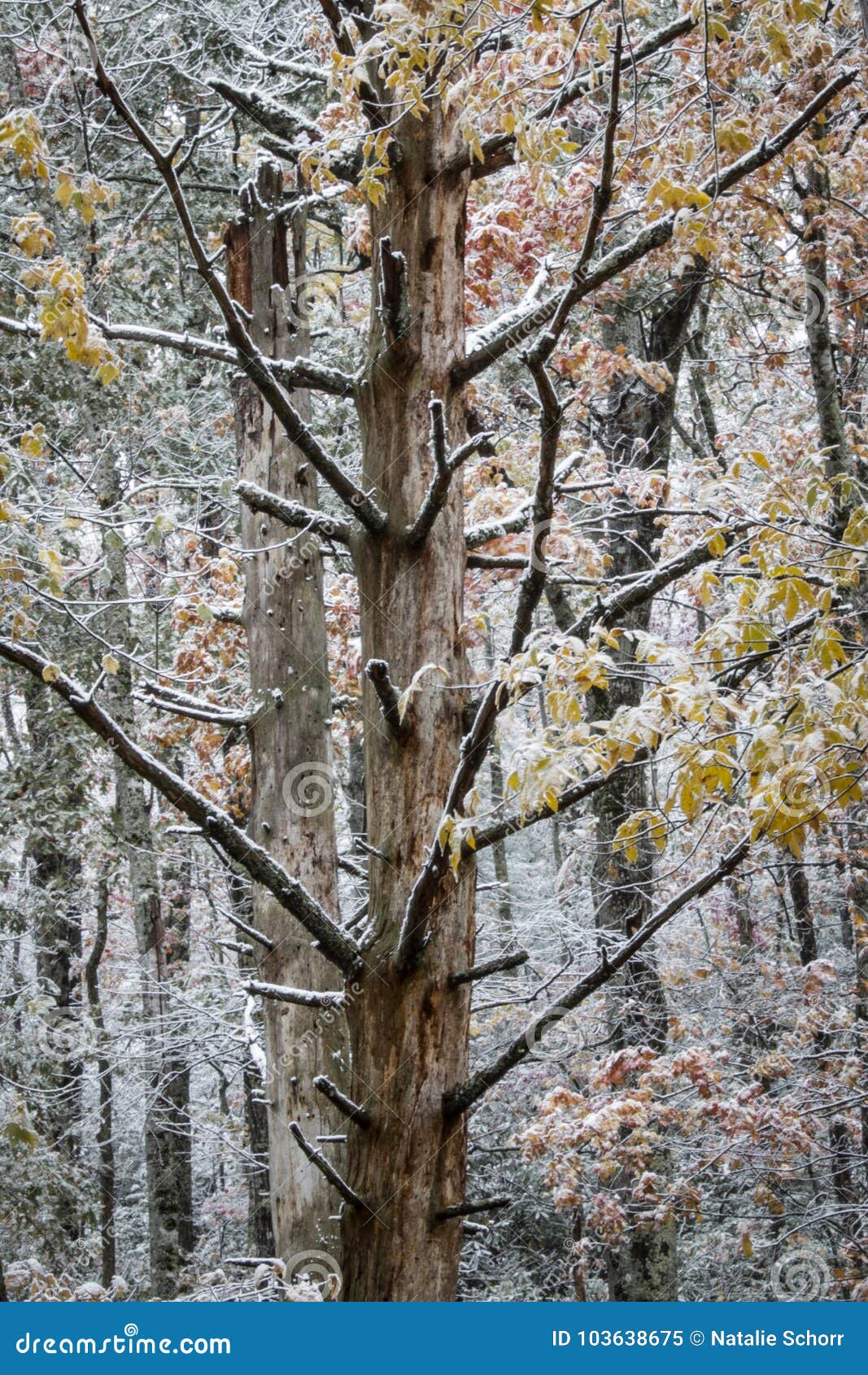 Dead Tree with Light Snow in a Fall or Winter Landscape Stock Image ...