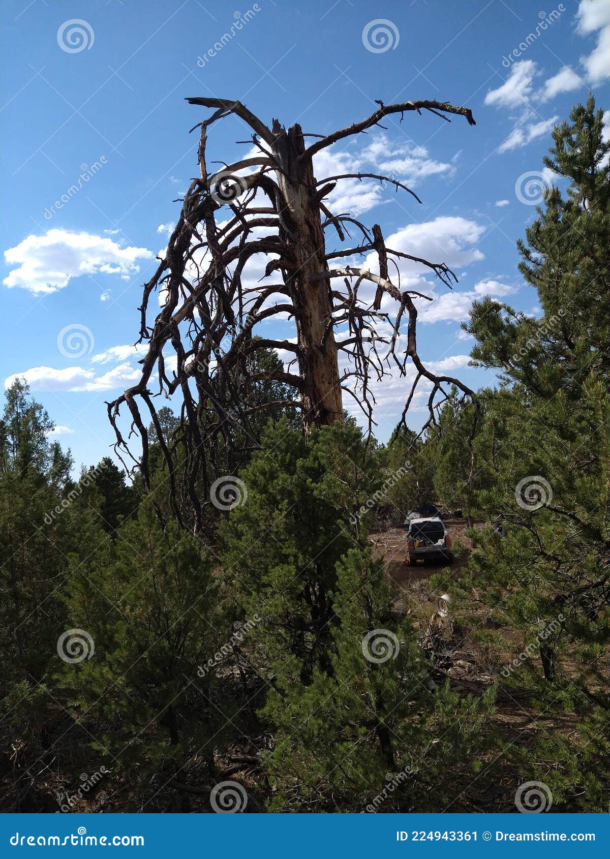 Dead Tree Lightning Tall Nature Stock Image - Image of tree, dead ...
