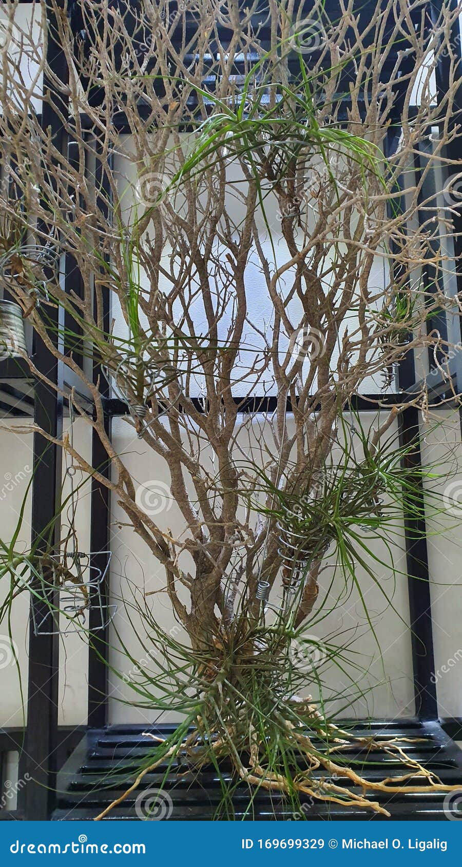 Dead Tree with Live Bush stock image. Image of creative - 169699329