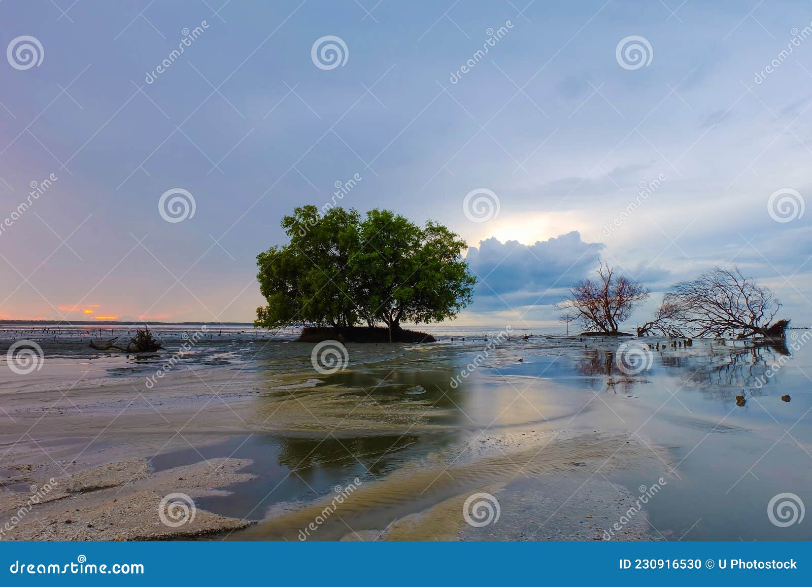 Dead Tree and Live Tree in the Mud Stock Photo - Image of vacation ...