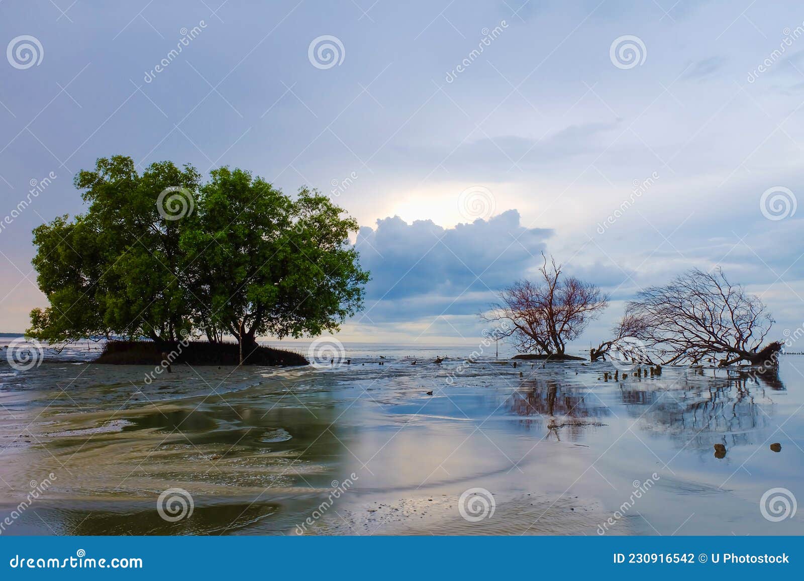 Dead Tree and Live Tree in the Mud Stock Photo - Image of travel ...