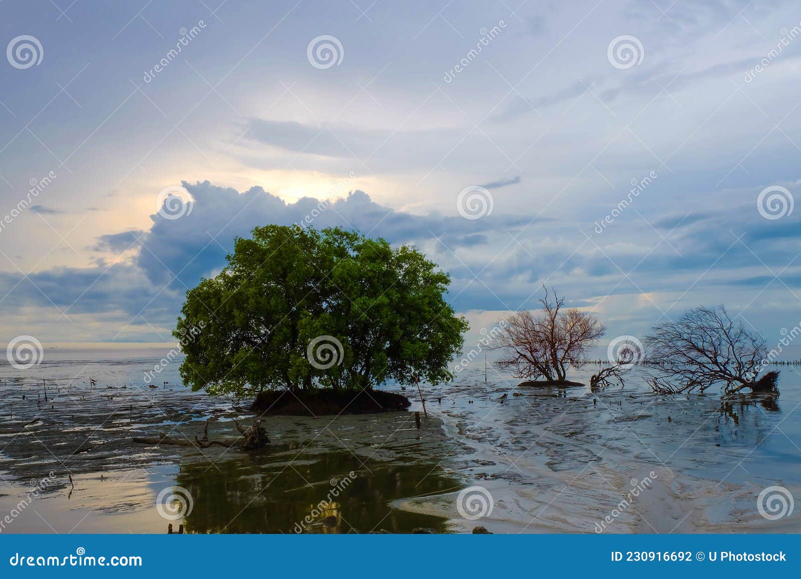Dead Tree and Live Tree in the Mud Stock Photo - Image of adventure ...