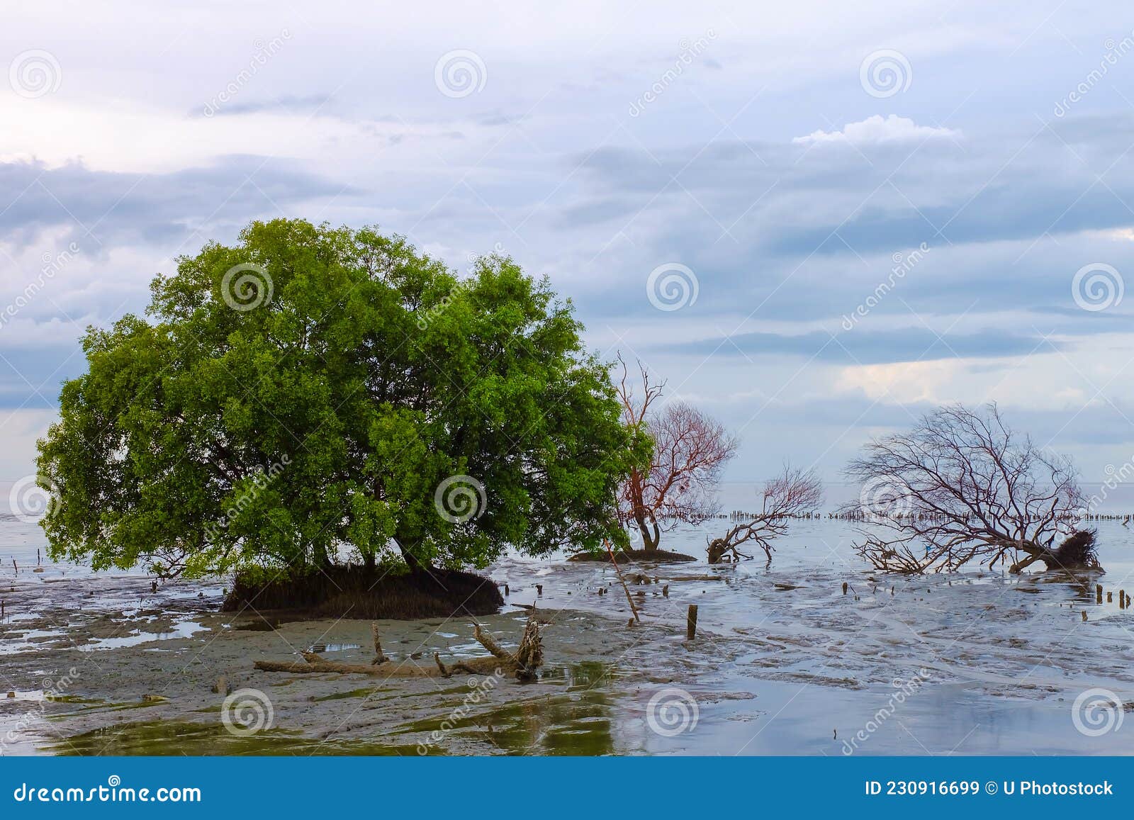 Dead Tree and Live Tree in the Mud Stock Image - Image of habitat, wood ...