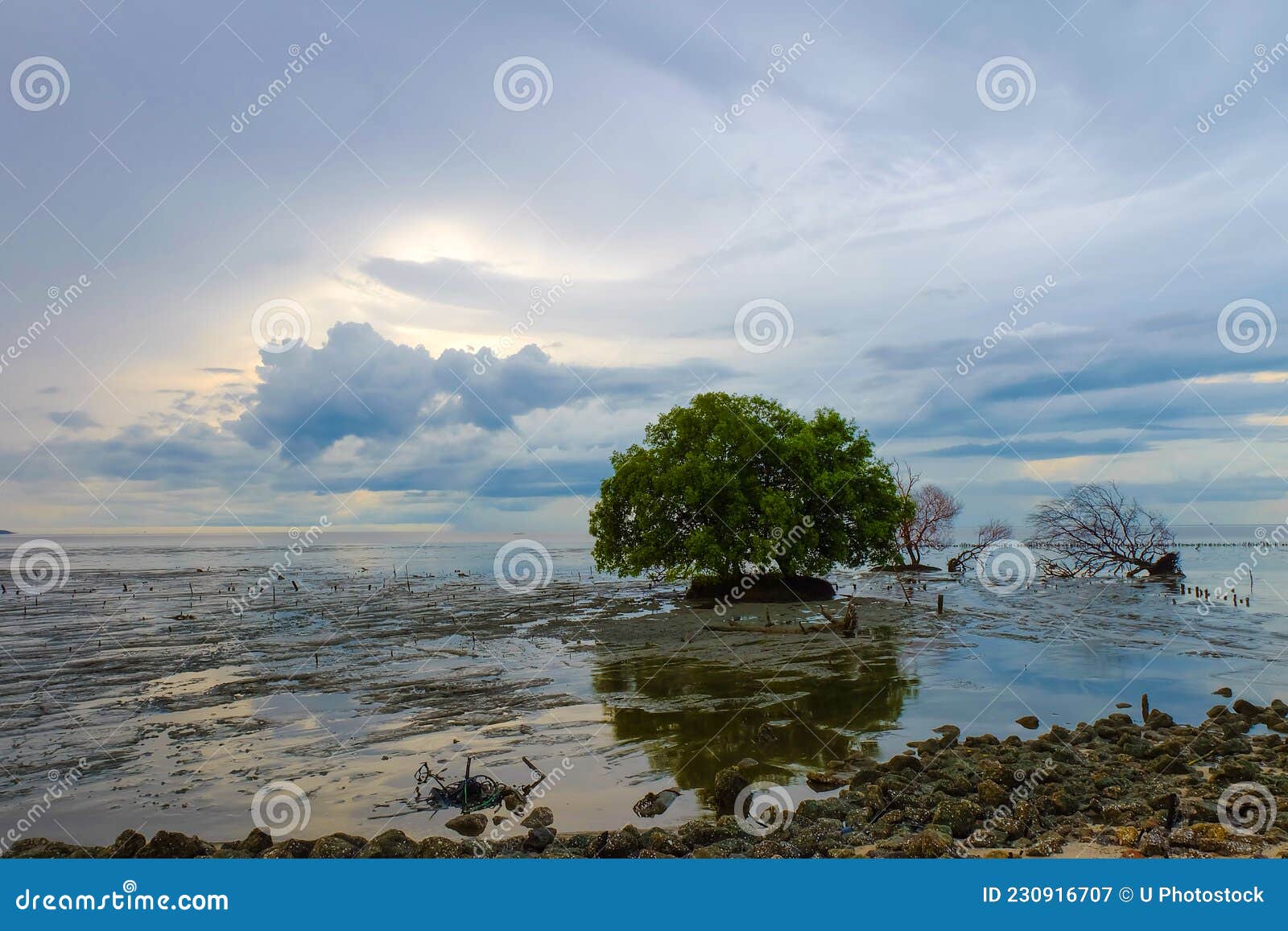 Dead Tree and Live Tree in the Mud Stock Image - Image of driftwood ...
