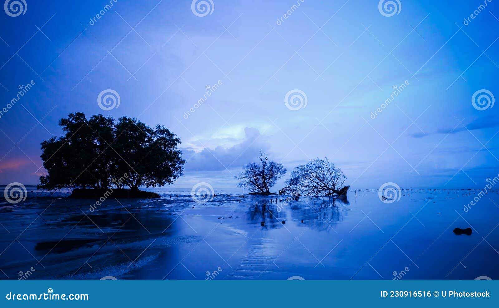 Dead Tree and Live Tree in the Mud Stock Photo - Image of weather ...