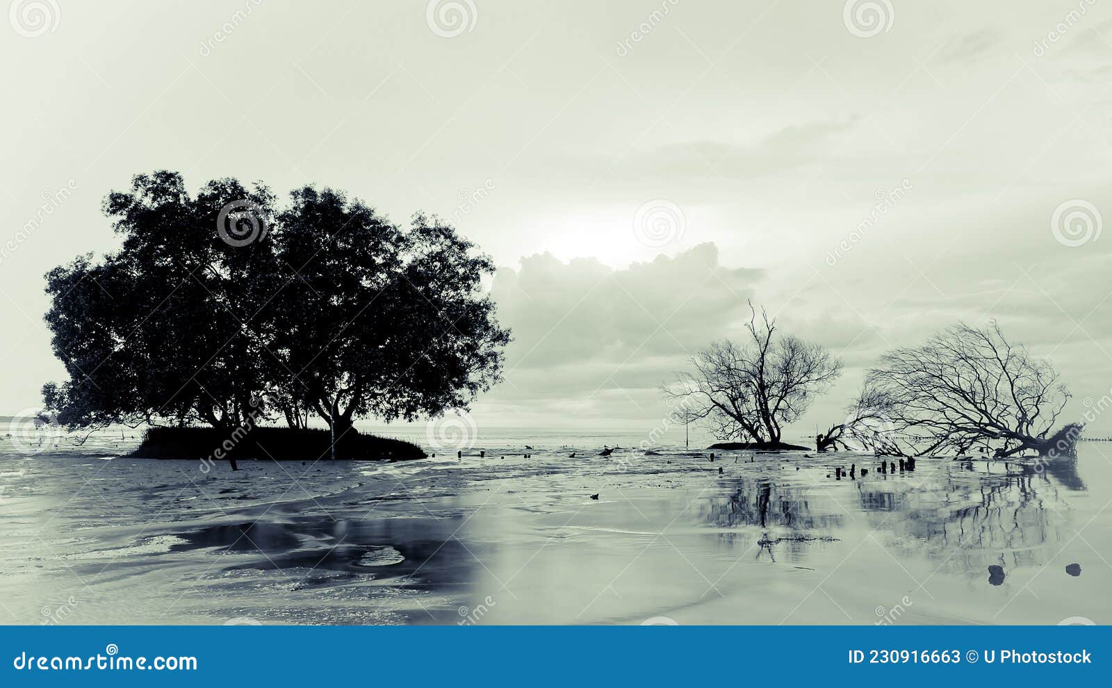 Dead Tree and Live Tree in the Mud Stock Image - Image of weather, wood ...