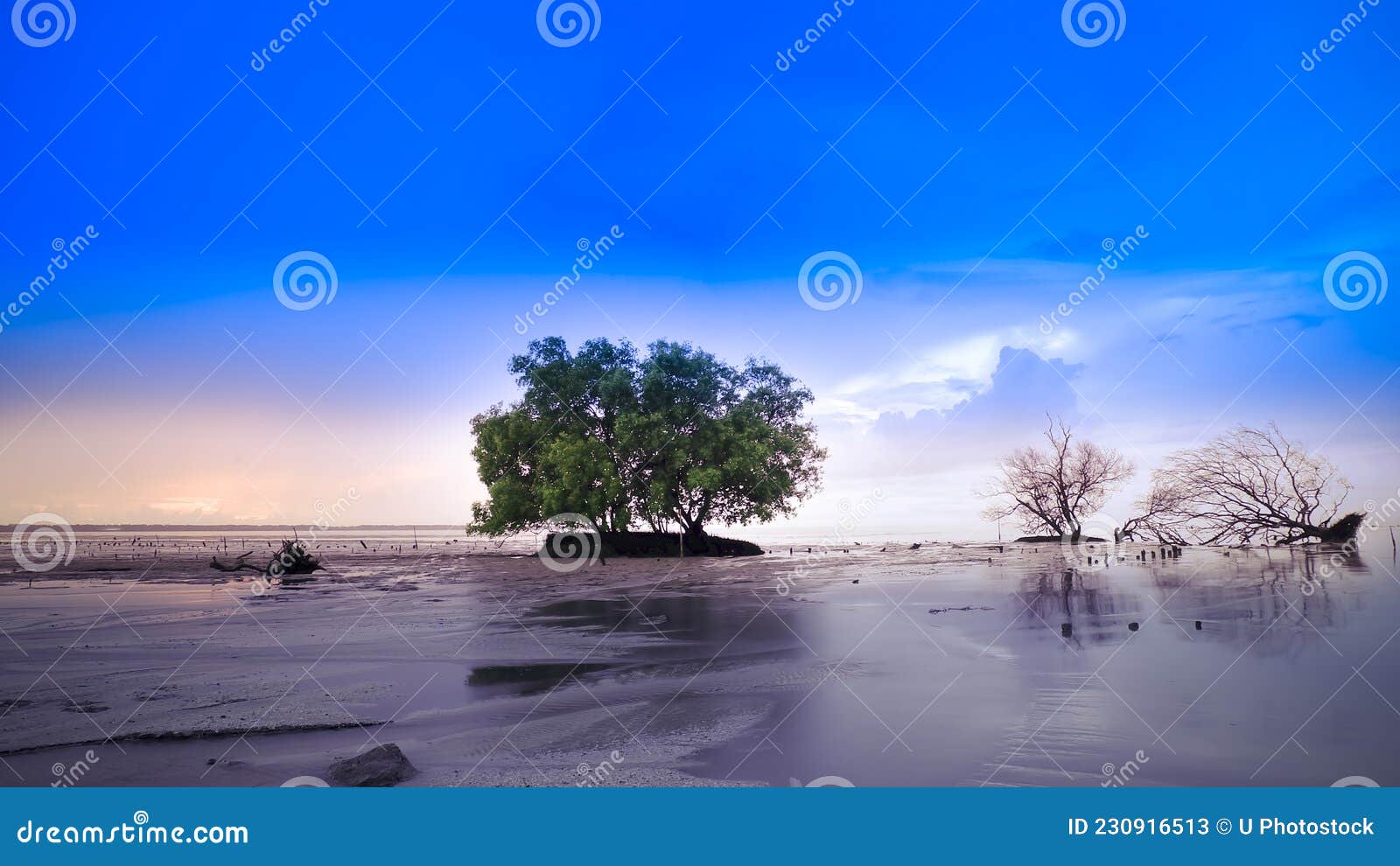 Dead Tree and Live Tree in the Mud Stock Image - Image of coast ...