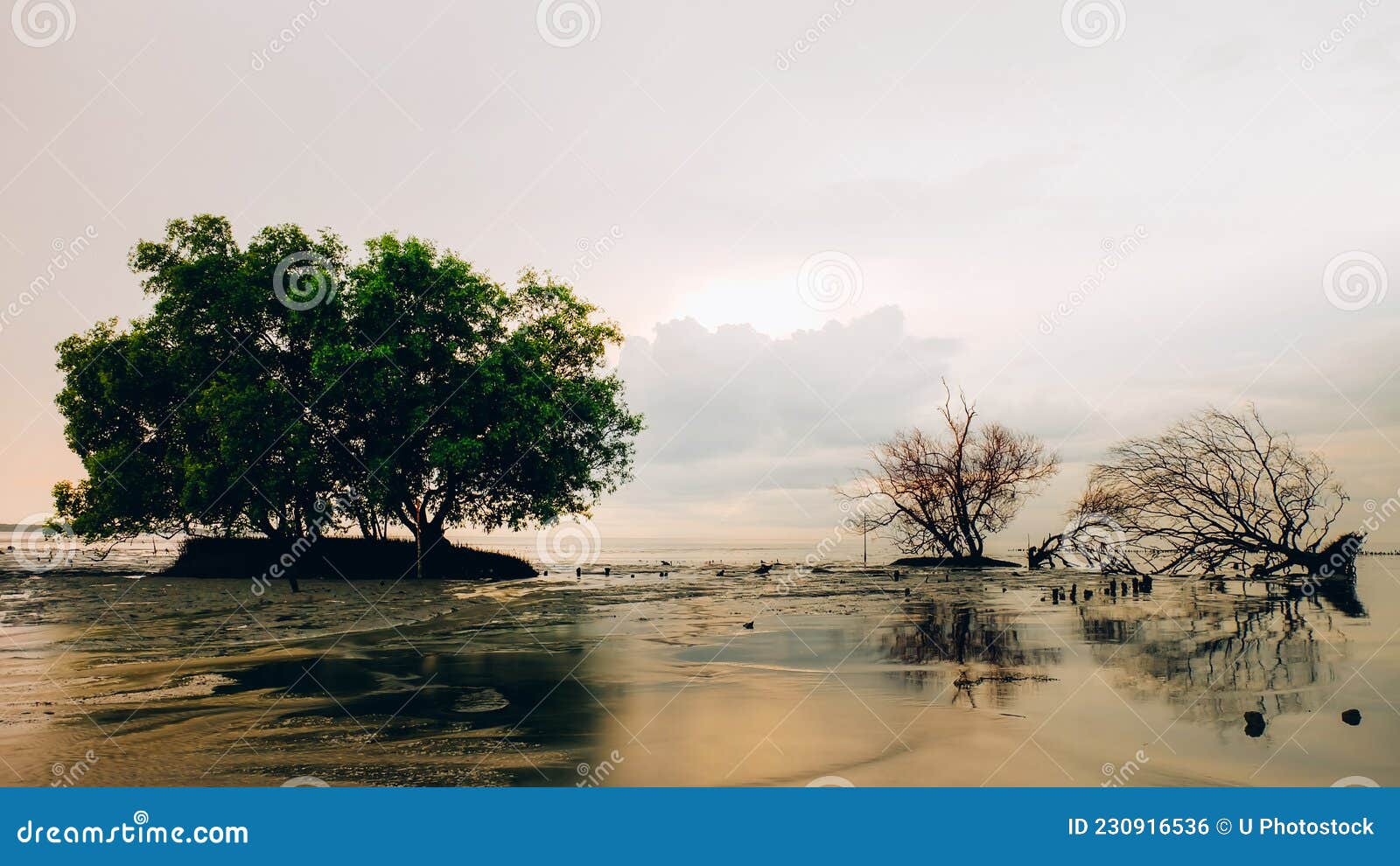 Dead Tree and Live Tree in the Mud Stock Photo - Image of weather ...