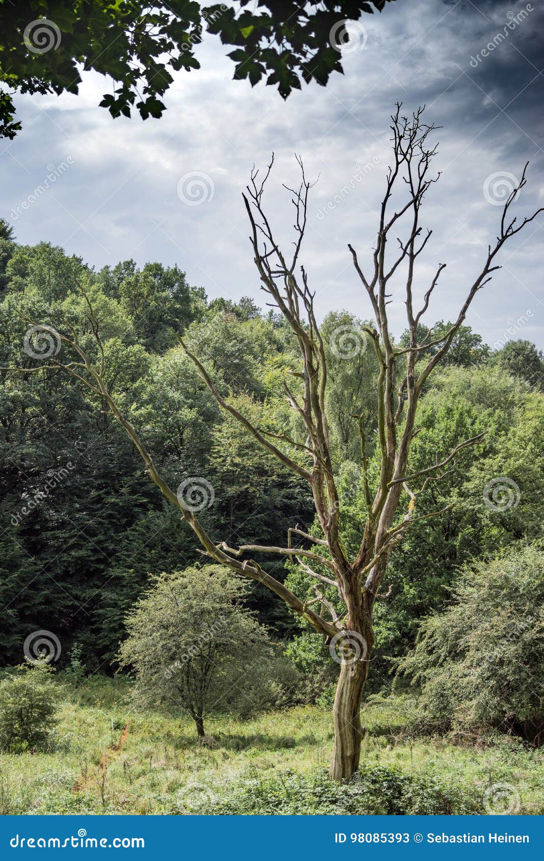 The dead tree stock image. Image of bright, lawn, brown - 98085393