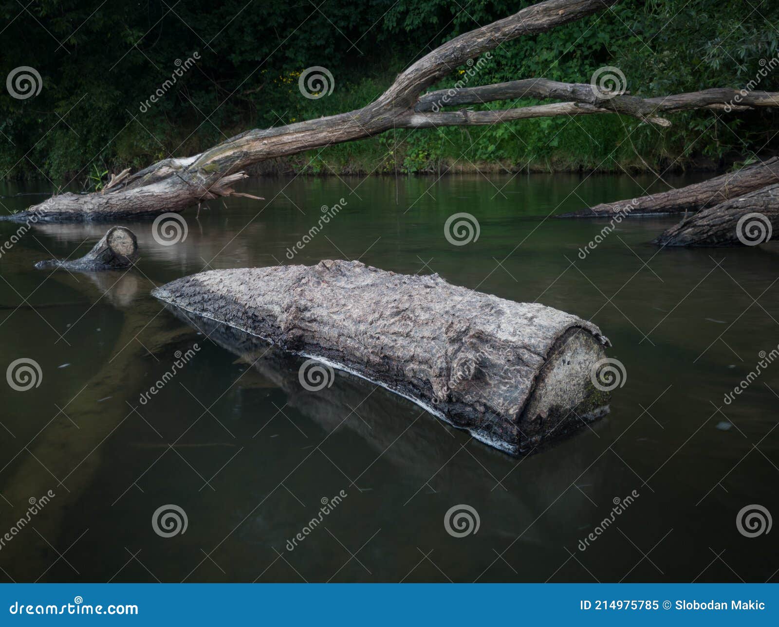 Dead Tree Log with Big Branches Stuck in Shallow River Against Steep ...