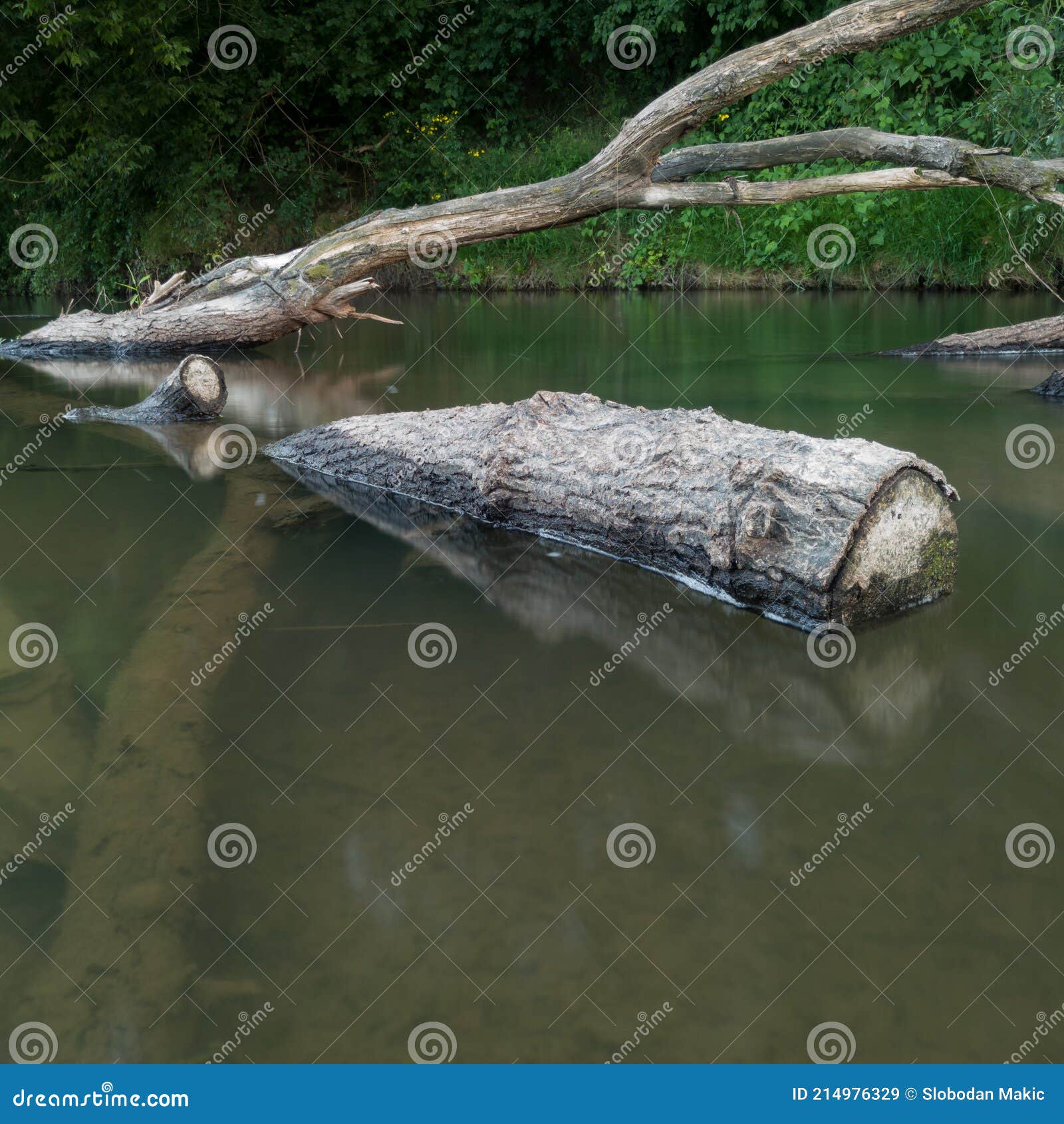 Dead Tree Log with Big Branches Stuck in Shallow River Against Steep ...