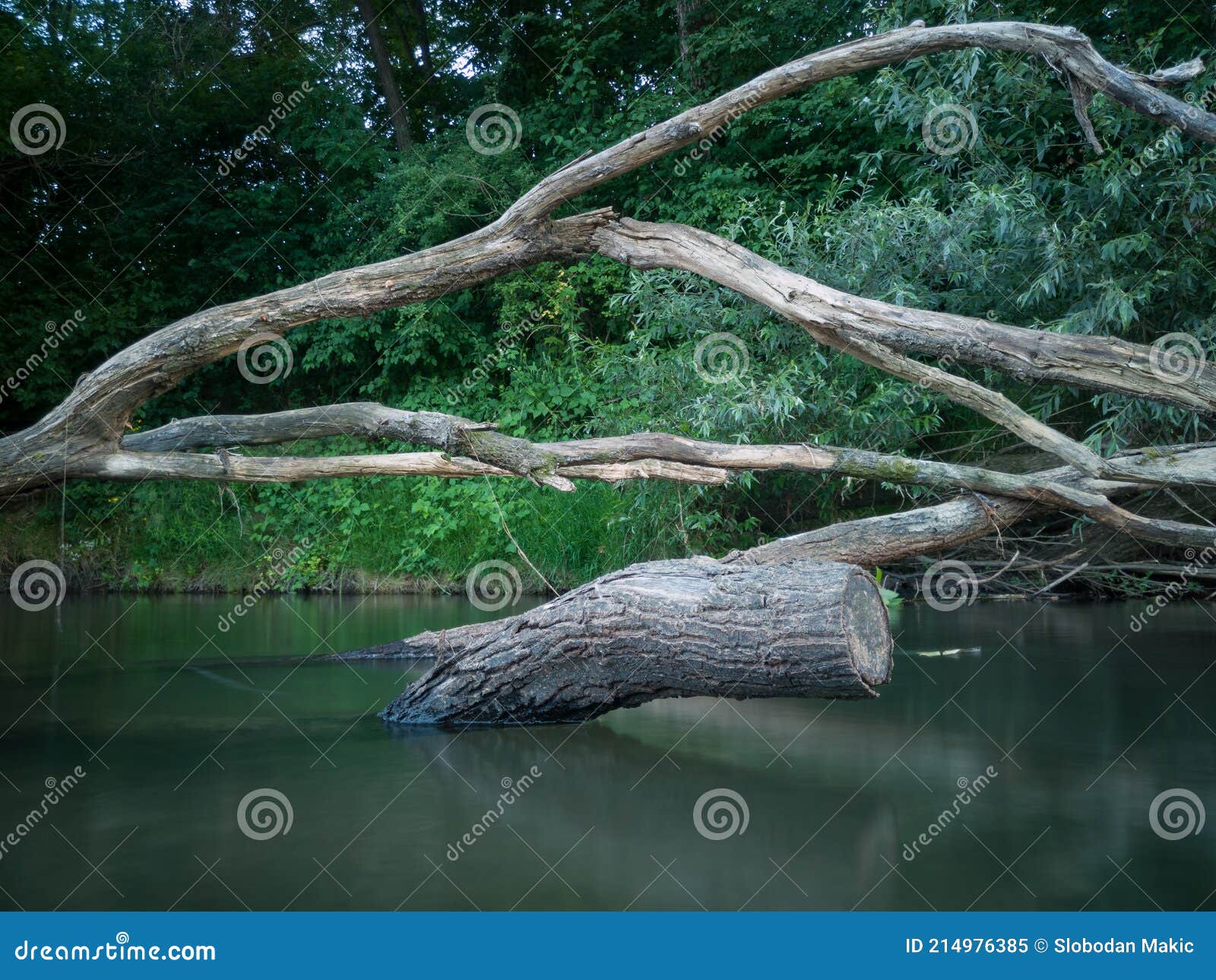 Dead Tree Log with Big Branches Stuck in Shallow River Against Steep ...