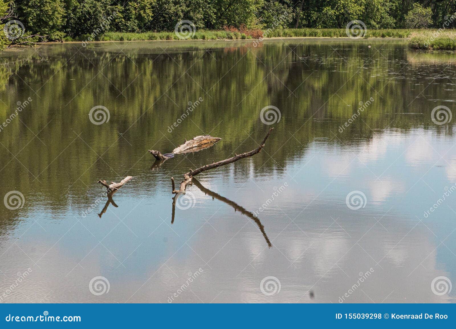 Dead Tree Log Reflected in the River Stock Photo - Image of rural ...