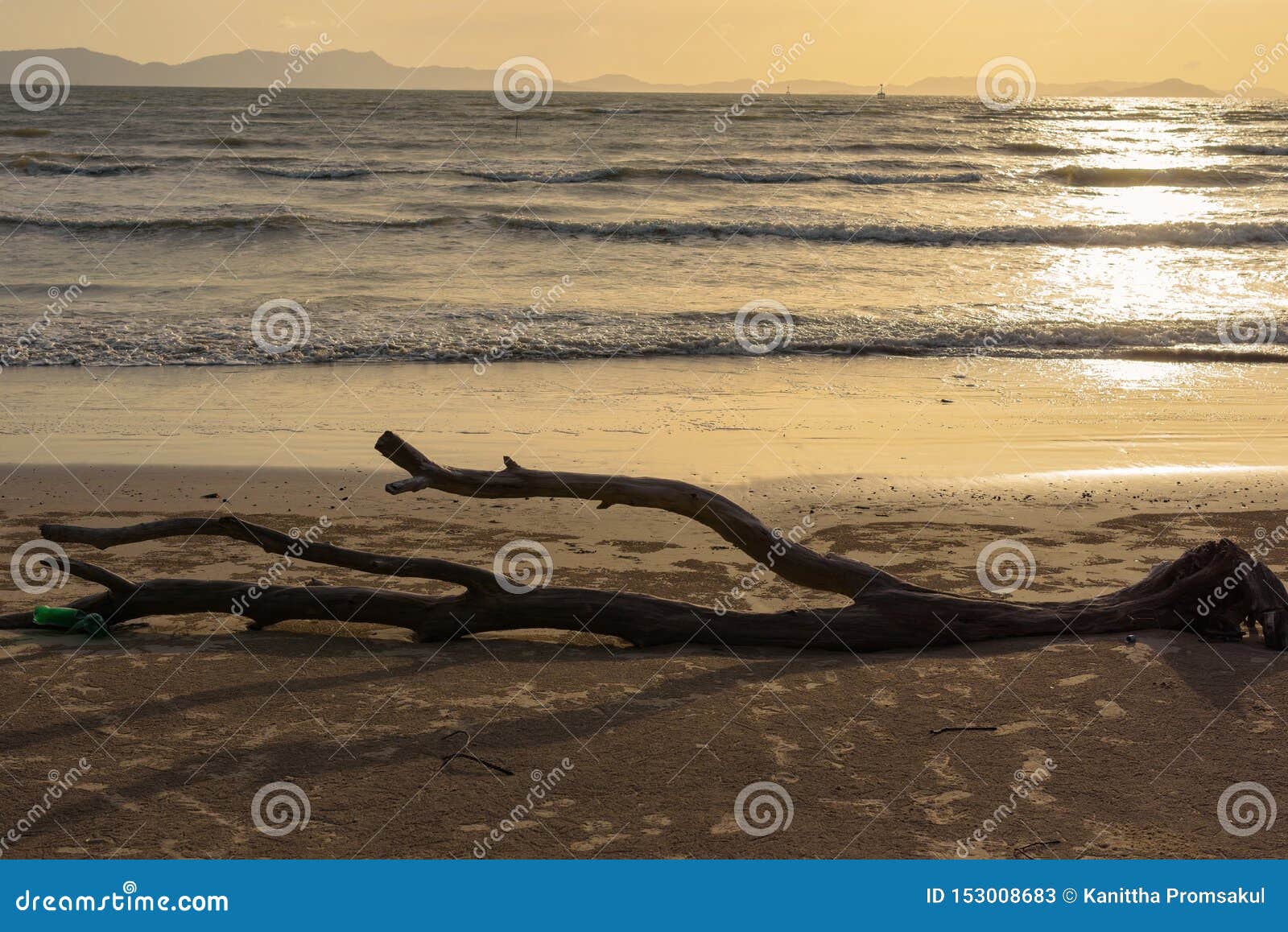 Dead Tree Log on a Sandy Beach with Sunset Background. Stock Image ...