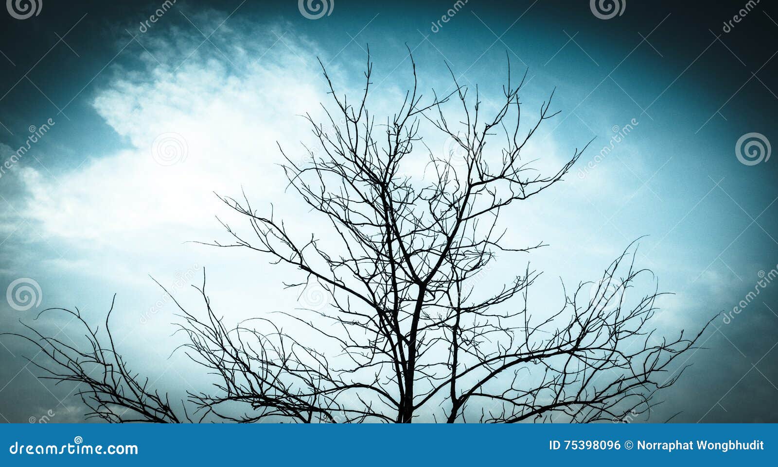 Dead Tree stock photo. Image of blue, nature, plant, autumn - 75398096