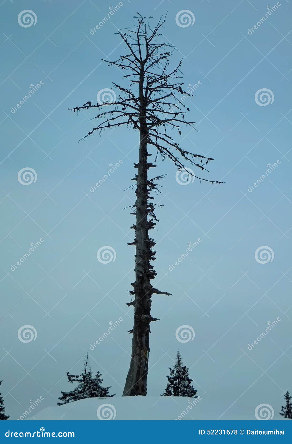 Dead tree stock photo. Image of lonely, dead, snow, bottom - 52231678