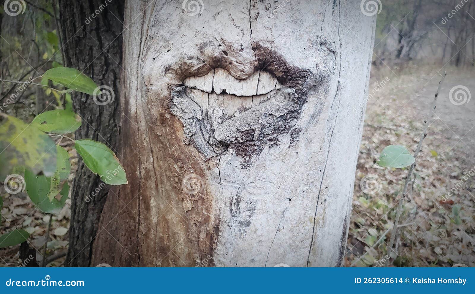 A Dead Tree a Long a Pathway that Has the Perfect Smile, Lips, and ...