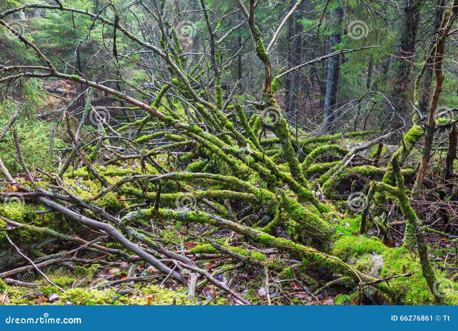 Dead Tree Lying Down Stock Images - Download 158 Photos