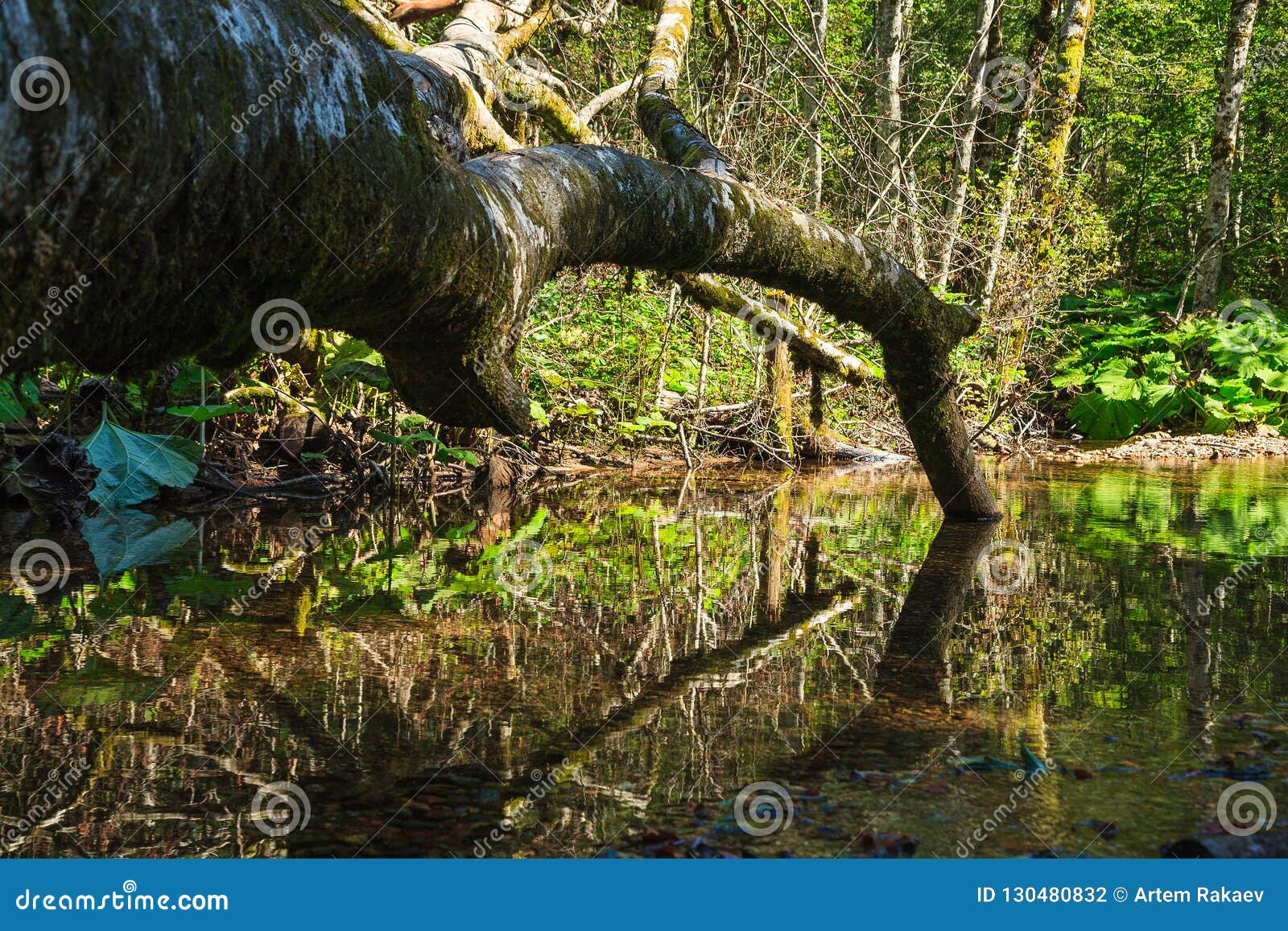 Dead Tree Lying in Green Pool of Water with Reflections Stock Photo ...