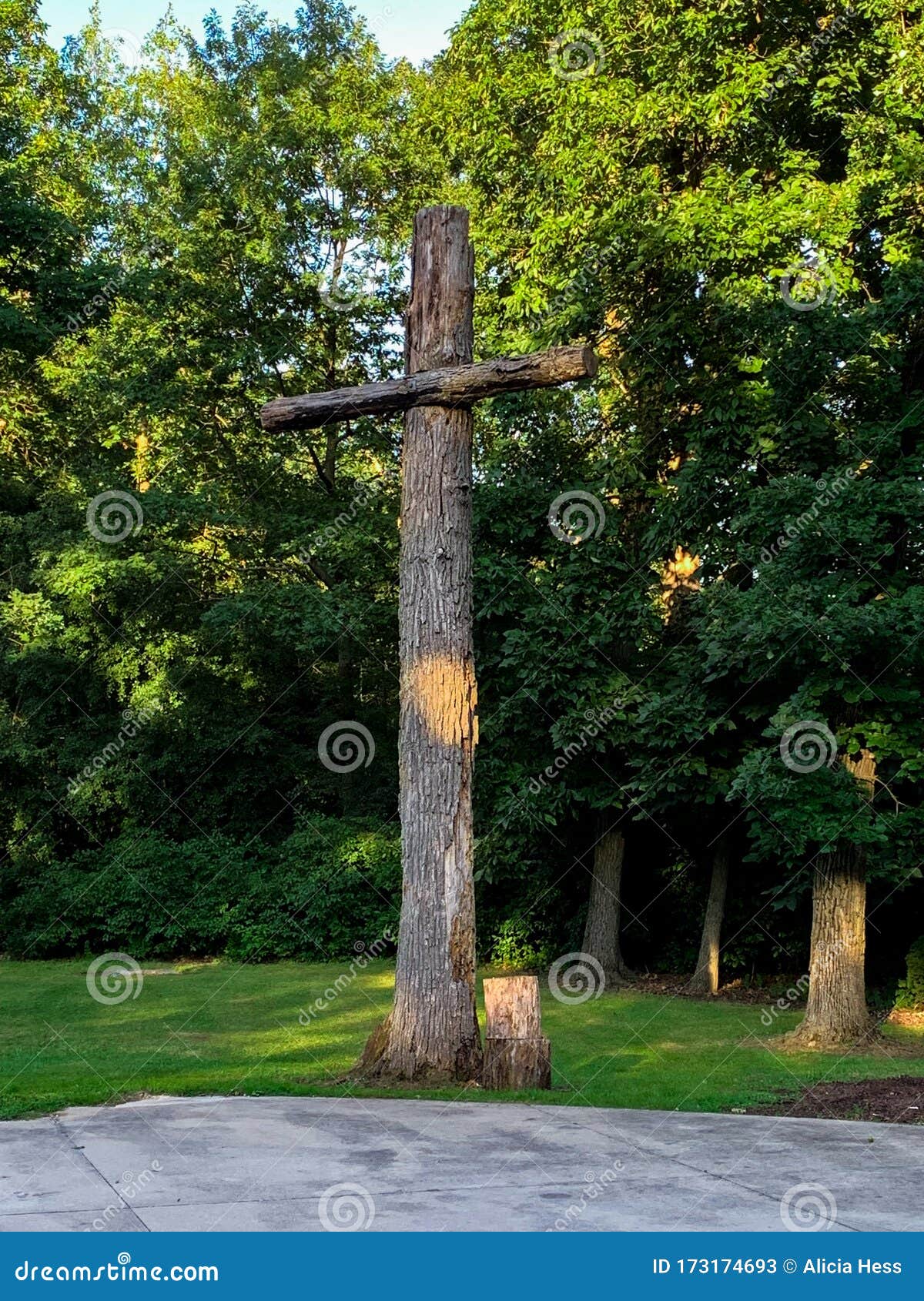 A Dead Tree Made into a Cross Stock Image - Image of dead, shining ...