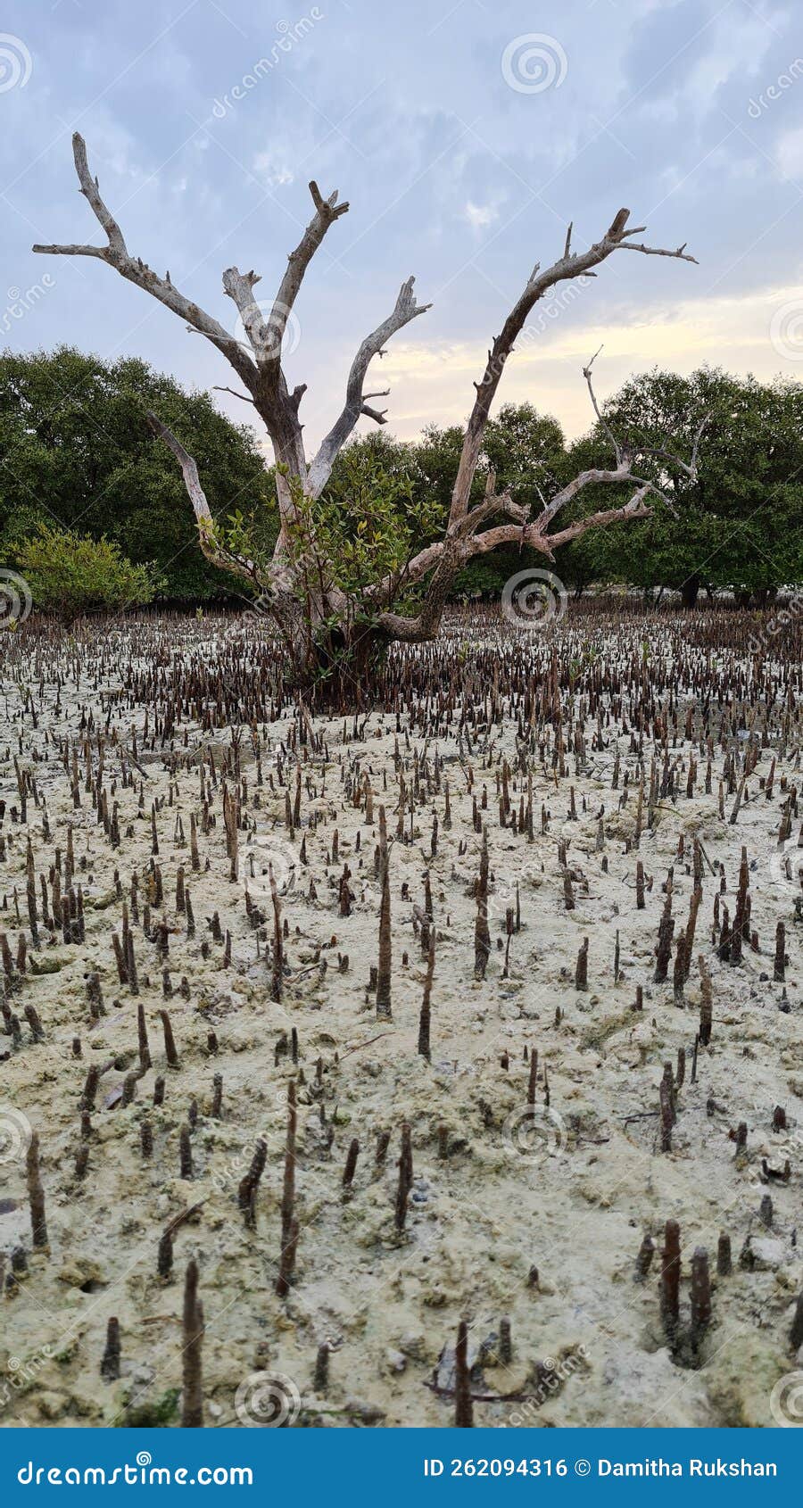 Dead Tree with Mangroves Root Stock Photo - Image of dead, wilderness ...