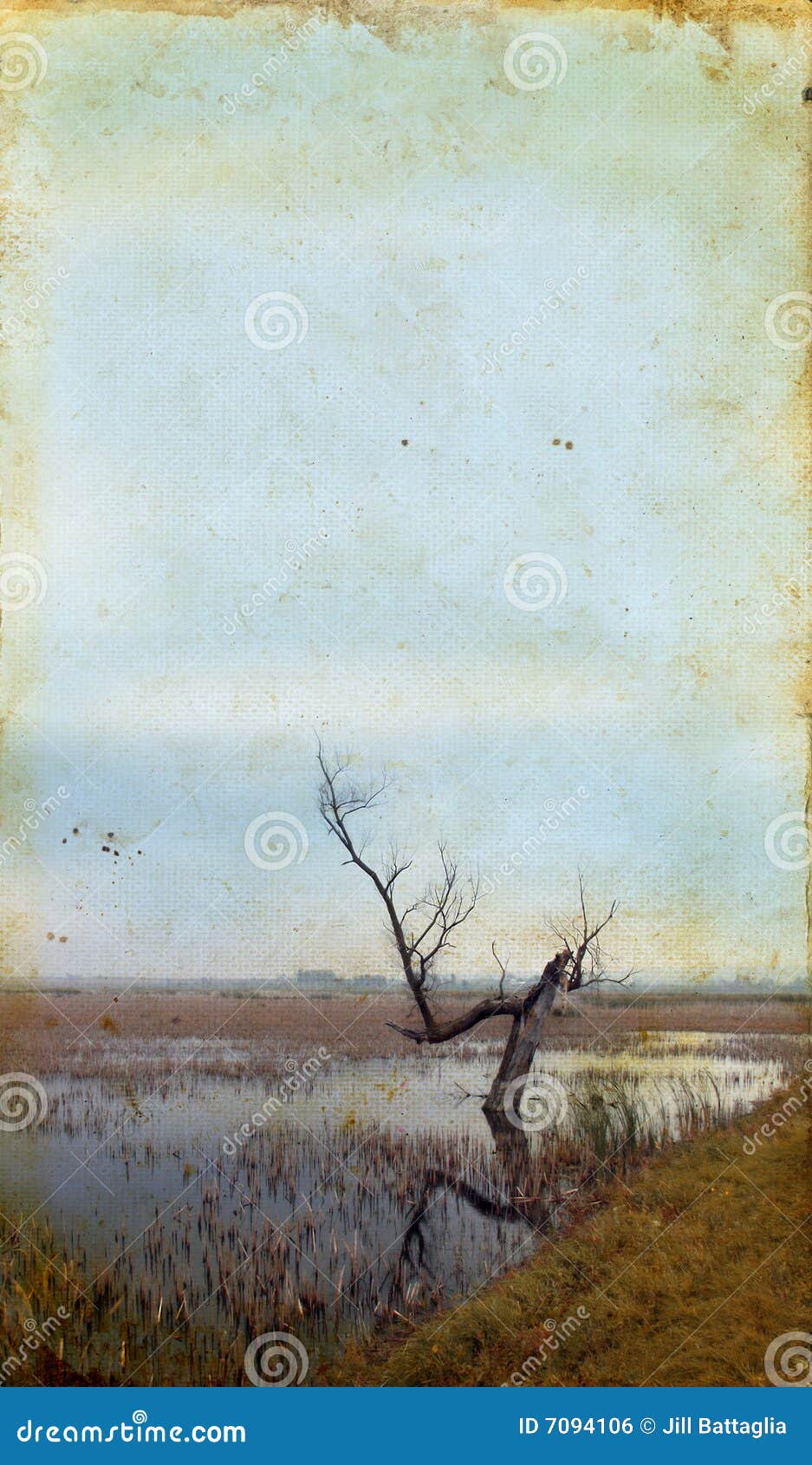 Dead Tree In Marsh On Grunge Background Stock Photo | CartoonDealer.com ...