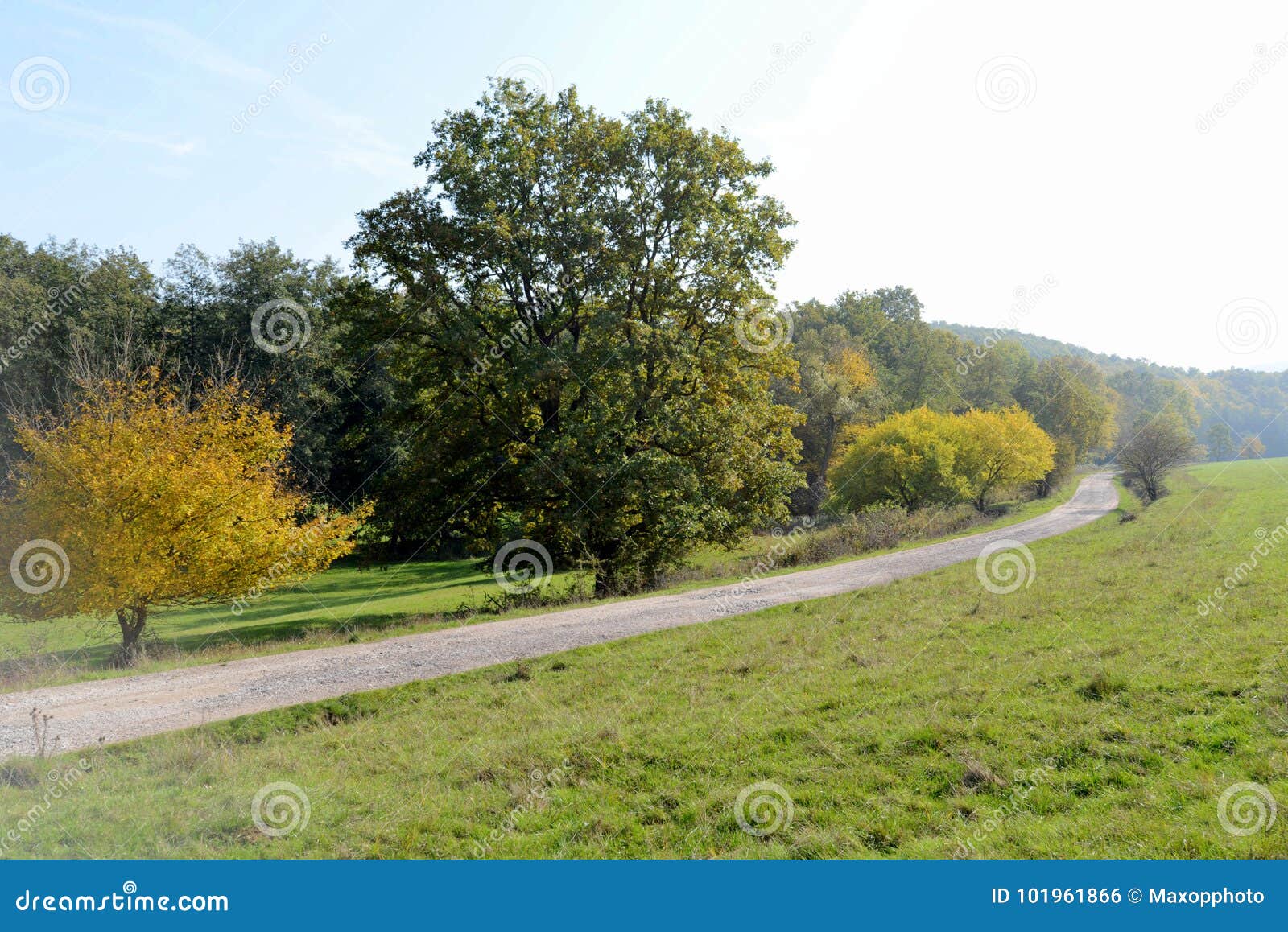 Dead Tree in the Meadow in Early Fall Stock Photo - Image of blue ...