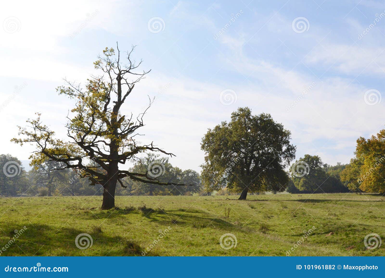 Dead Tree in the Meadow in Early Fall. Stock Photo - Image of cloudy ...