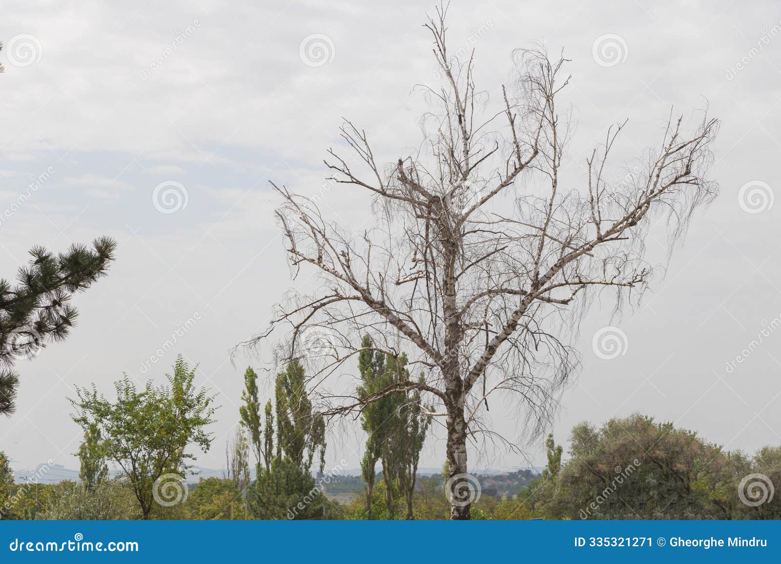 Middle Age Man With Grey Hair Dressmaker Using Sewing Machine Beckoning ...