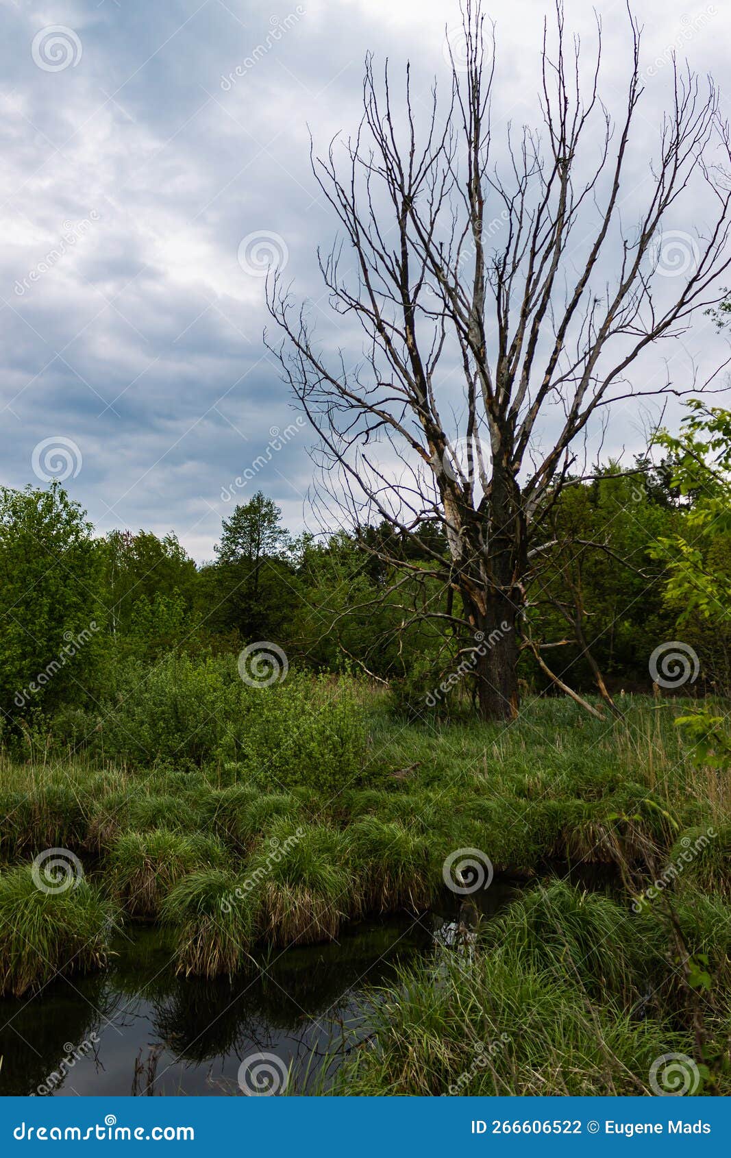 Dead Tree in the Middle of the Swamp Stock Photo - Image of nature ...