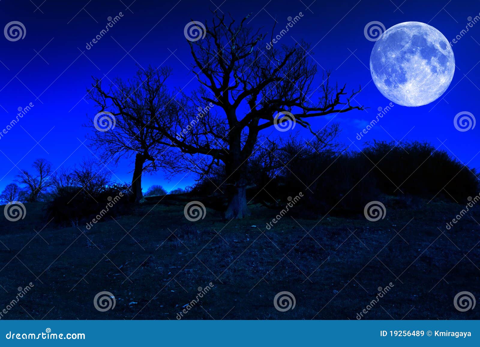 Dead Tree at Midnight with a Full Moon Stock Image - Image of black ...