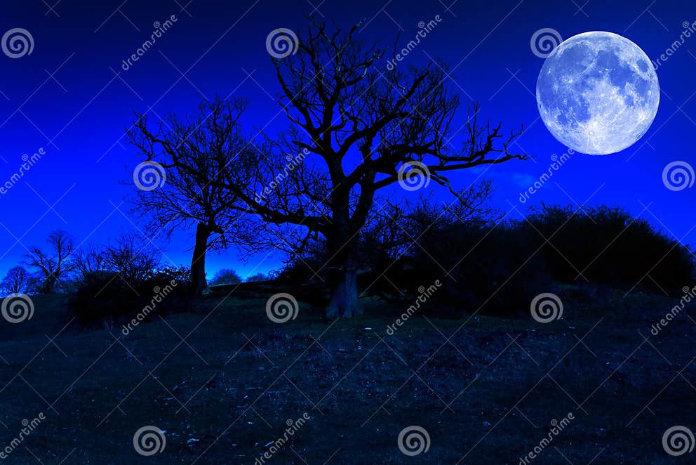Dead Tree at Midnight with a Full Moon Stock Image - Image of black ...