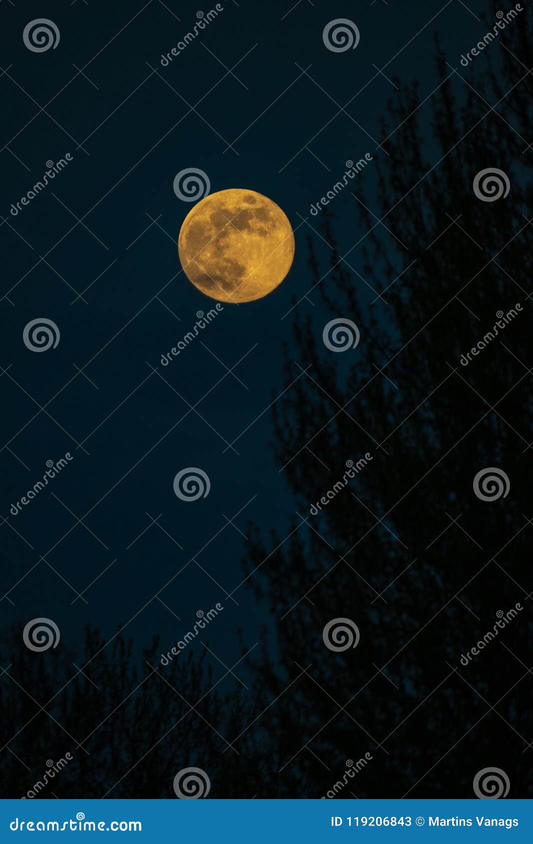 Dead Tree at Midnight with a Glowing Full Moon Stock Image - Image of ...