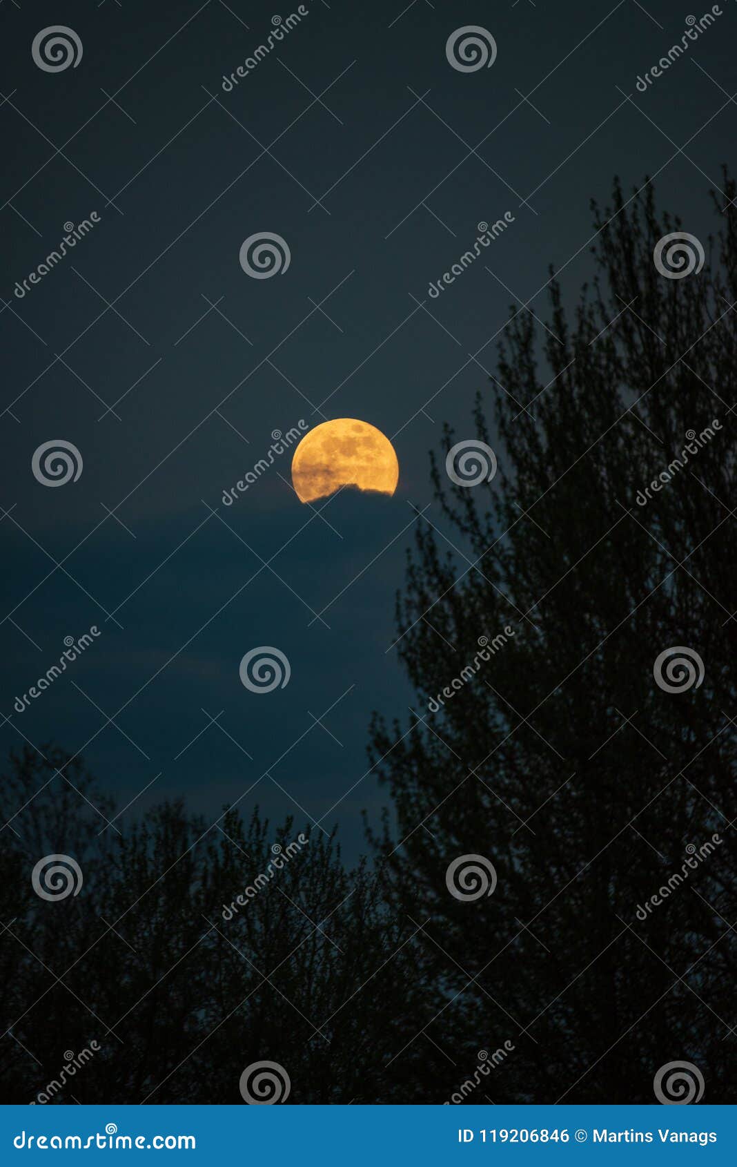 Dead Tree at Midnight with a Glowing Full Moon Stock Photo - Image of ...