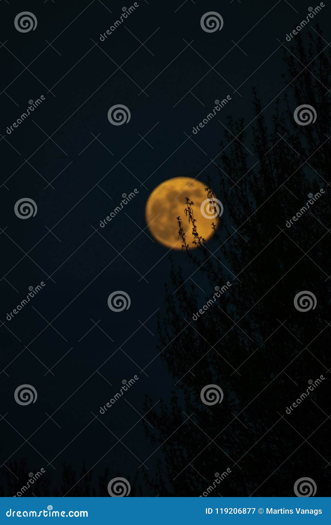 Dead Tree at Midnight with a Glowing Full Moon Stock Image - Image of ...