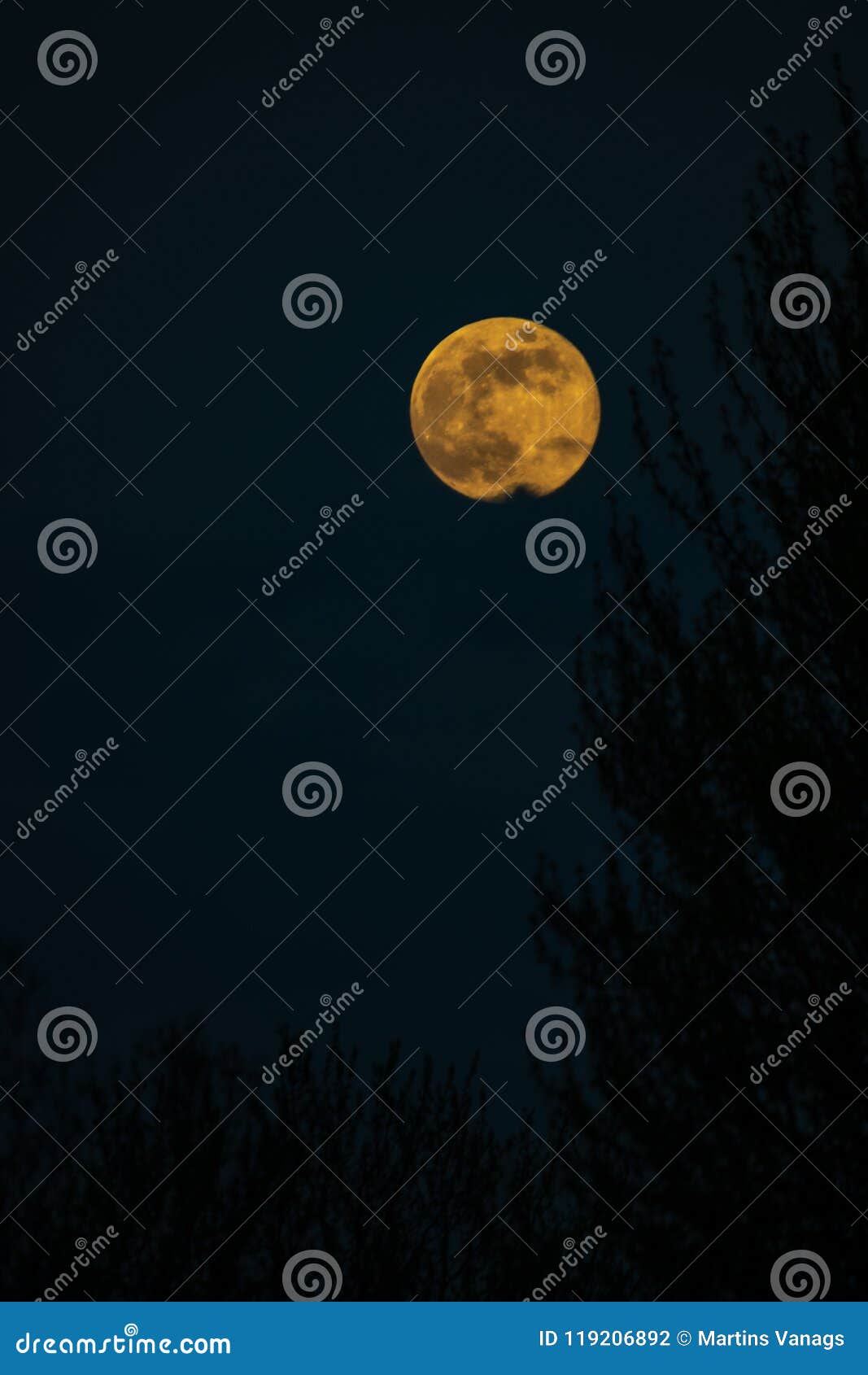 Dead Tree at Midnight with a Glowing Full Moon Stock Photo - Image of ...
