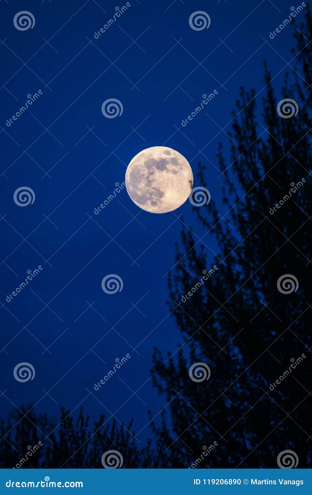 Dead Tree at Midnight with a Glowing Full Moon Stock Photo - Image of ...