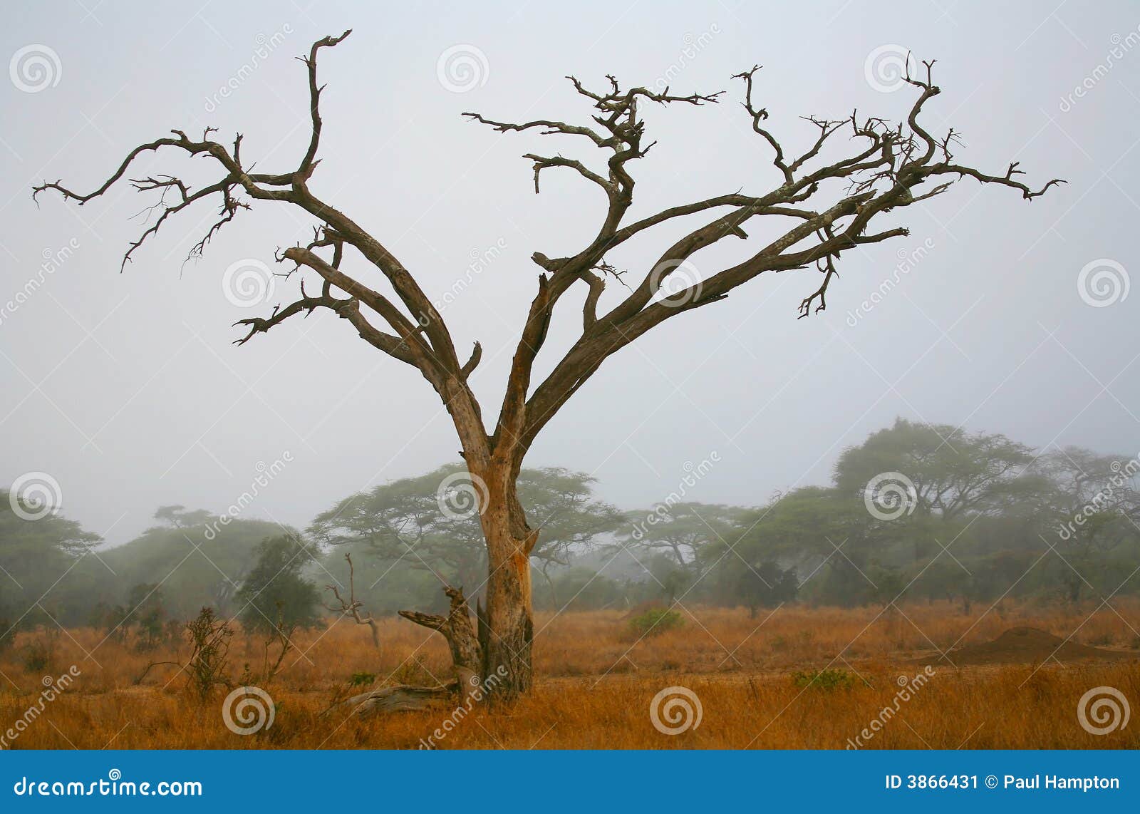 Dead Tree and Misty Landscape Stock Image - Image of rural, gnarled ...