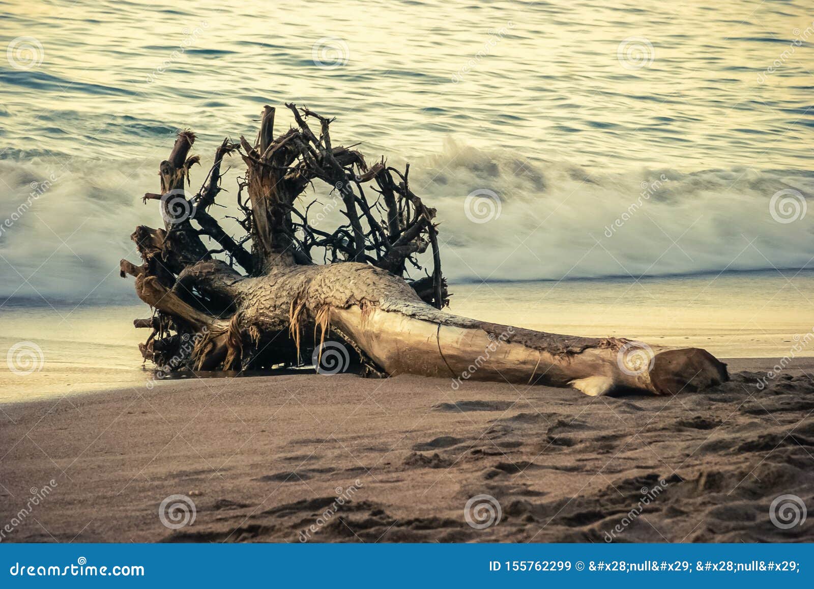Dead Tree Modified Shape because of Waves and Sea Current and Lying on ...