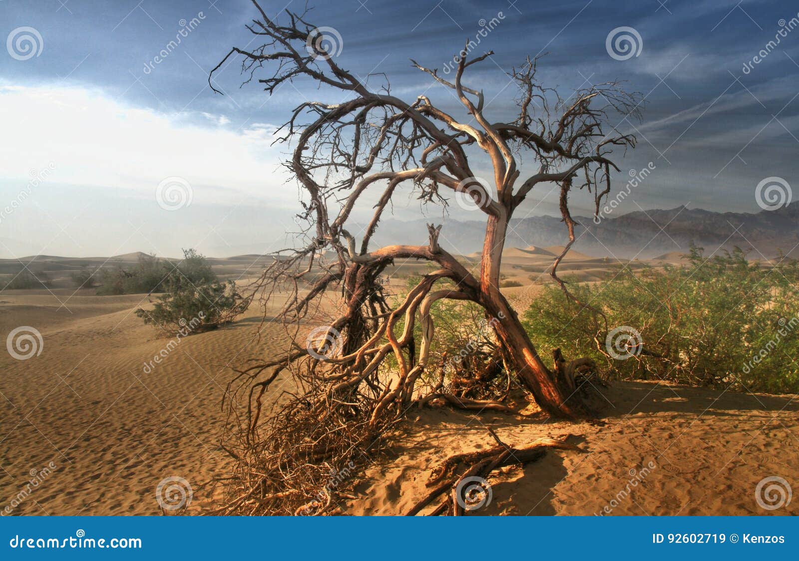 Dead Tree in the Mojave Desert - Death Valley California Stock Image ...